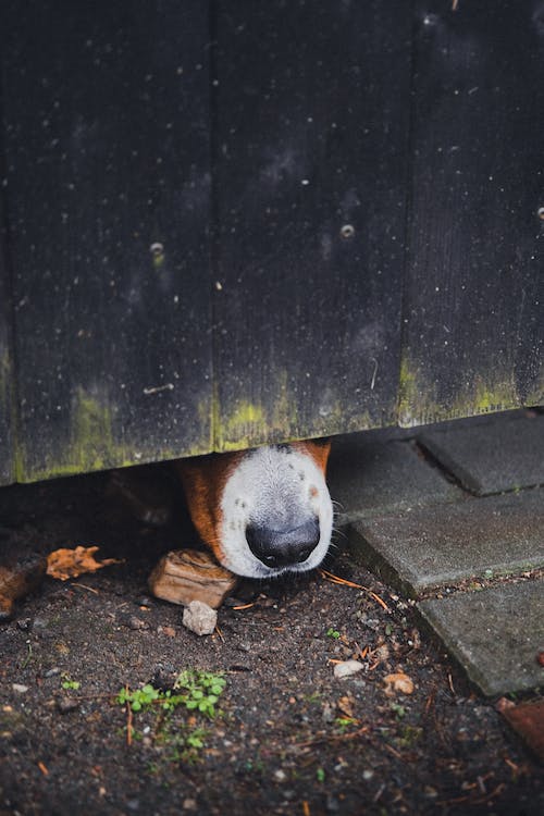Welcome To The Doghouse